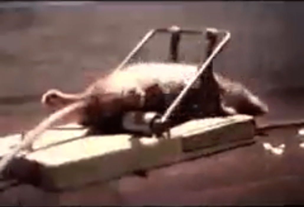 TENTANG BAKSO TIKUS ITU - Arsitektur Universitas Ciputra Surabaya