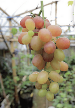 Membudidayakan Anggur Premium Dixon. Si Manis yang Tahan Banting. Jawa ...